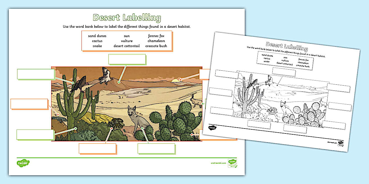 Desert Habitat Labelling Worksheet (teacher made) - Twinkl