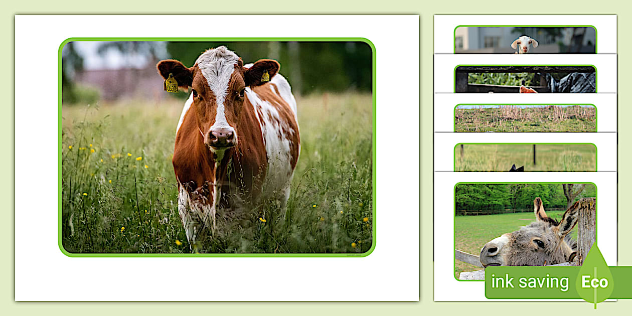 Farm Animal Subitising Photos | Twinkl (teacher made) Farm Animal Subitising Photos | Twinkl (teacher made)