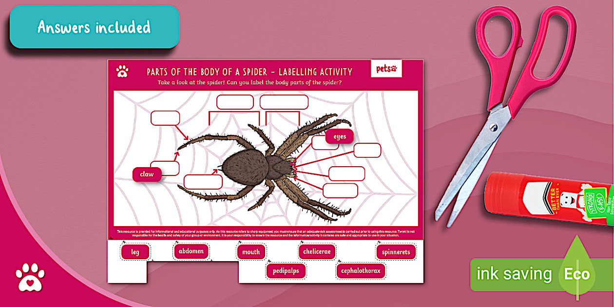 Parts of the Body of a Spider - Labelling Activity - Pets