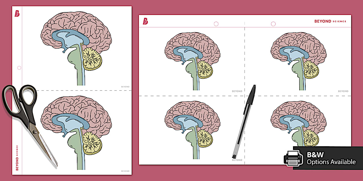 Brain Illustration (teacher made) - Twinkl