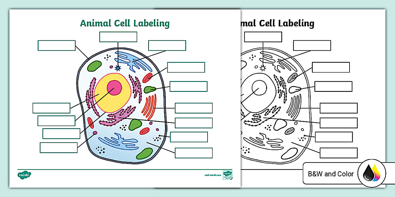 Animal Cell Labeling Worksheet Resource | Twinkl USA