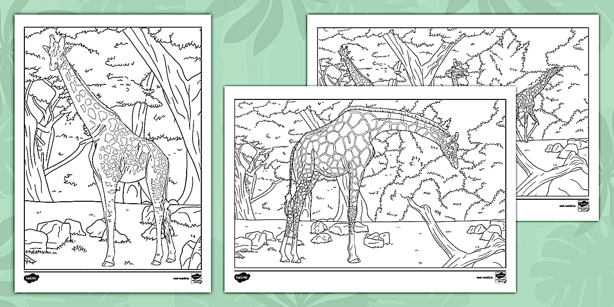 Giraffe Colouring Pages (teacher made) - Twinkl