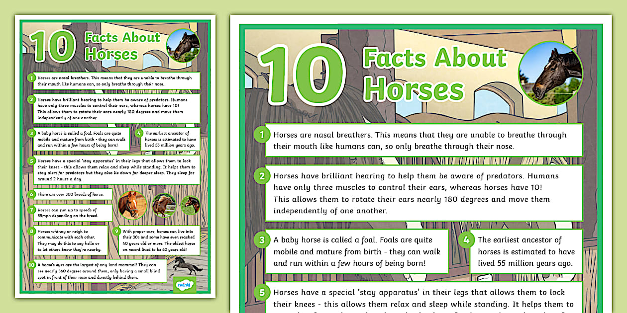 10 Facts About Horses Display Poster (teacher made) - Twinkl