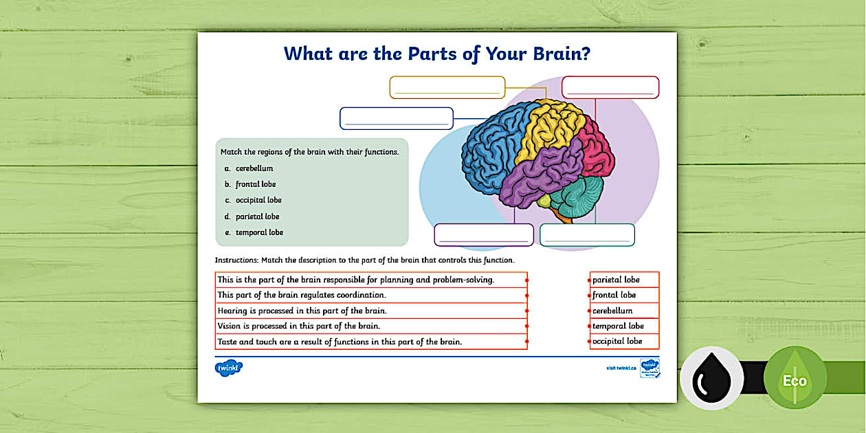 Human Body: Lobes of the Brain Labelling Activity - Twinkl