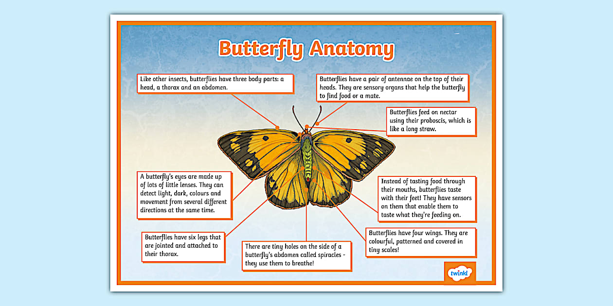 Butterfly Anatomy Display Poster (teacher made) - Twinkl