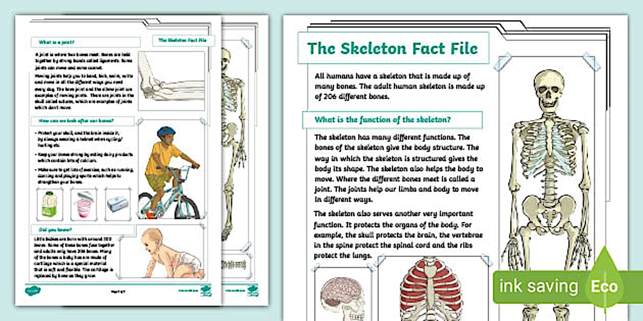 The Skeleton Fact File 3rd and 4th Classes - Twinkl