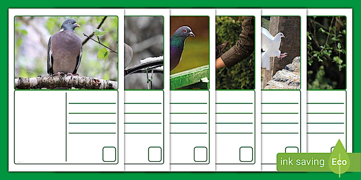 Pigeon Postcards| Twinkl Writing Resource| English Lesson