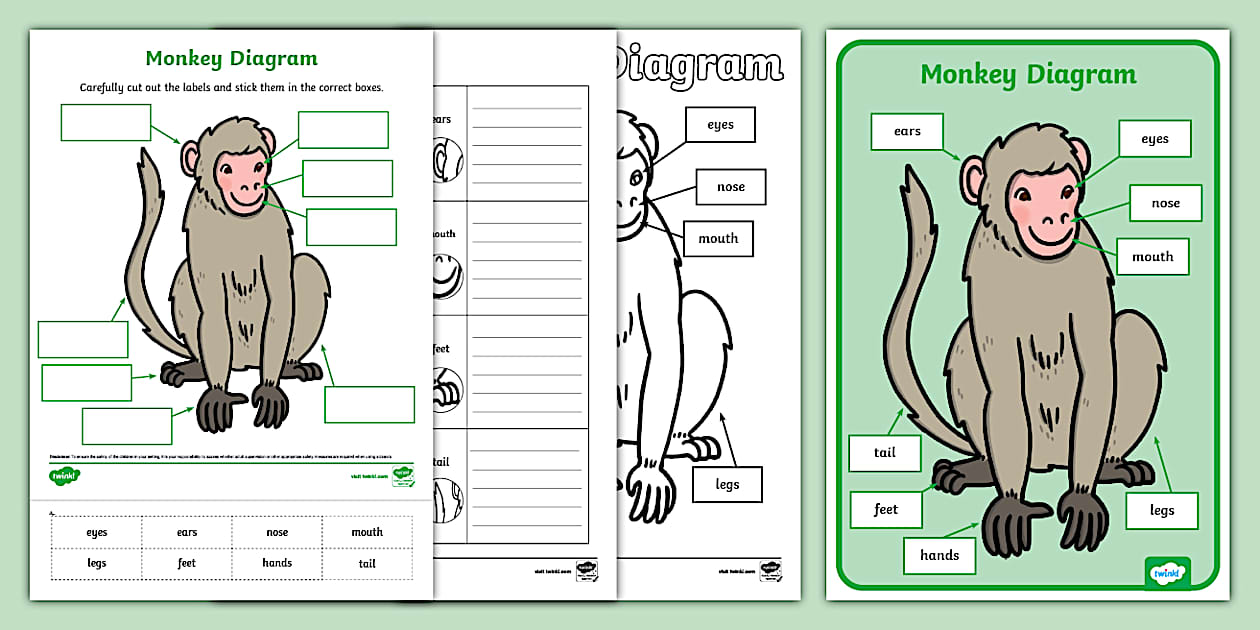 Monkey Diagram Pack (teacher made) - Twinkl