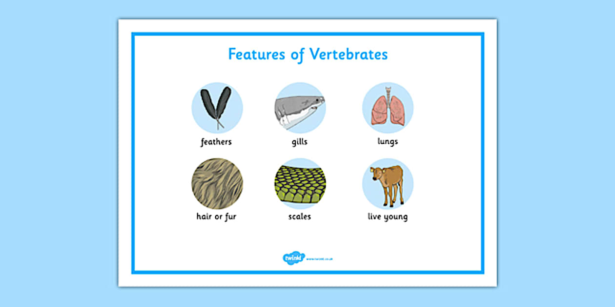 Cursive Features of Vertebrates Word Mat (teacher made)