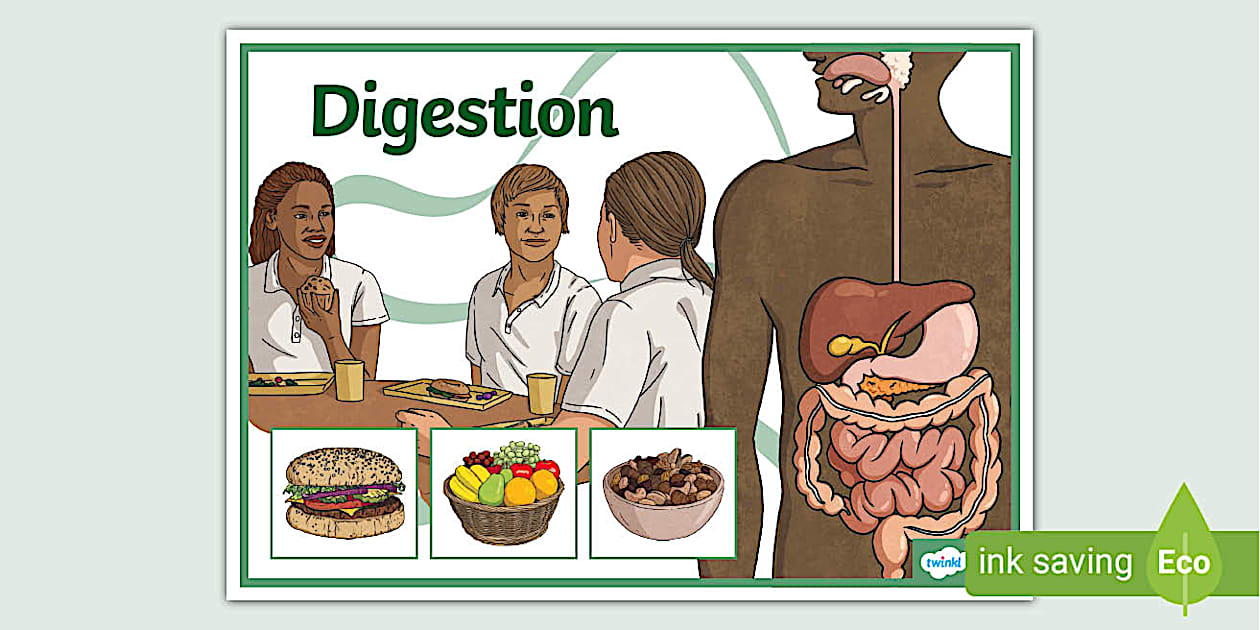 Digestion Display Poster (teacher made) - Twinkl