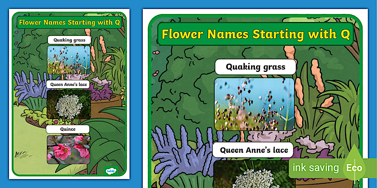 Flower Names Starting with Q Display Poster (teacher made)