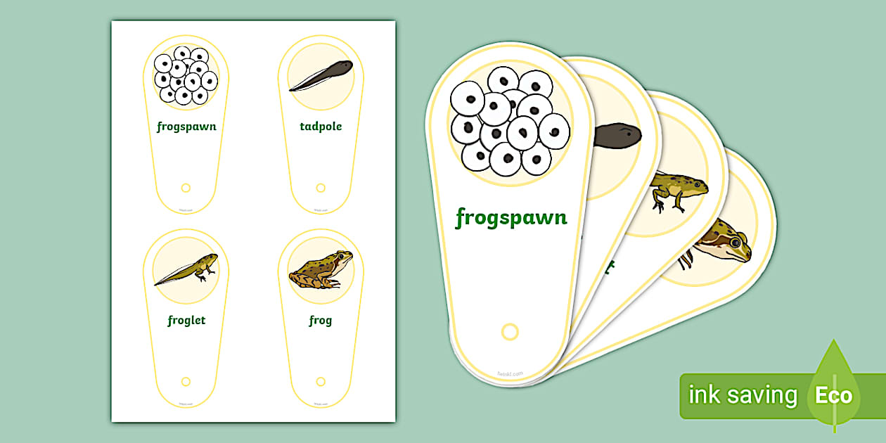 Frog Life Cycle Fan (teacher made) - Twinkl