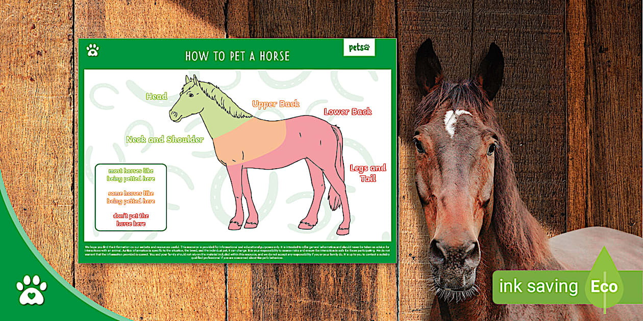 How To Pet a Horse - Display Poster - Twinkl Pets - Twinkl