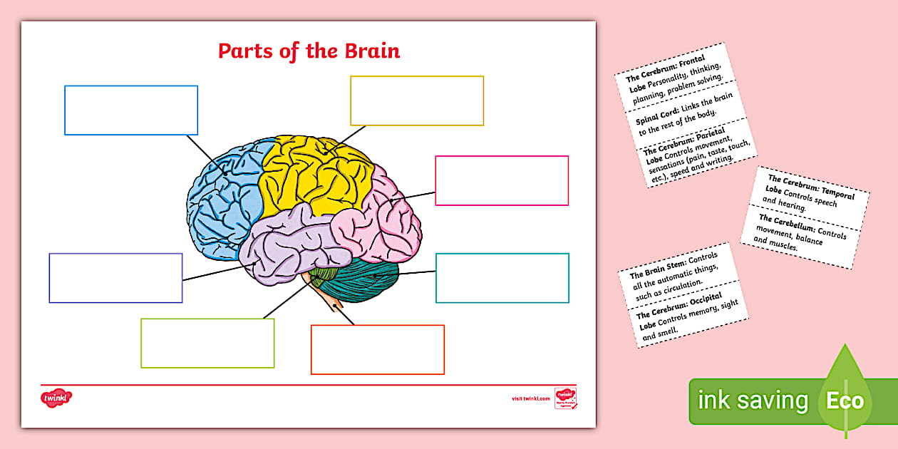 Parts of the Brain Cut and Stick Worksheet (teacher made)