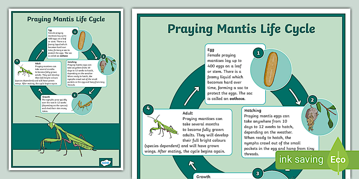 Life Cycle of a Praying Mantis Diagram Poster | Twinkl