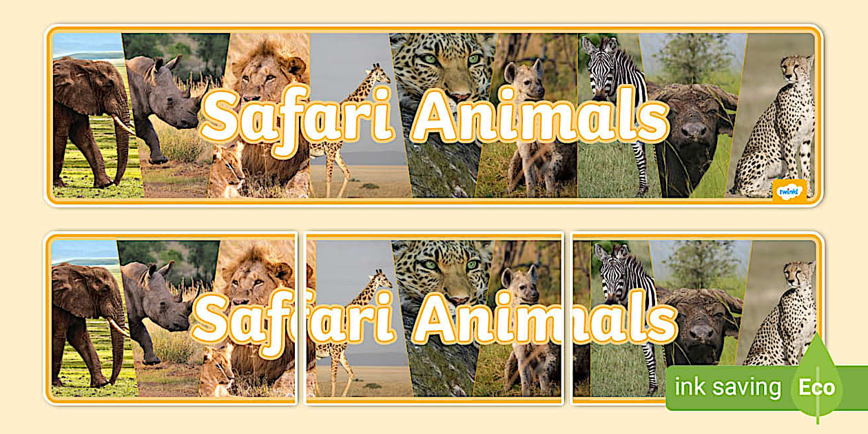 Safari Animals Photo Display Banner - Animals (teacher made)