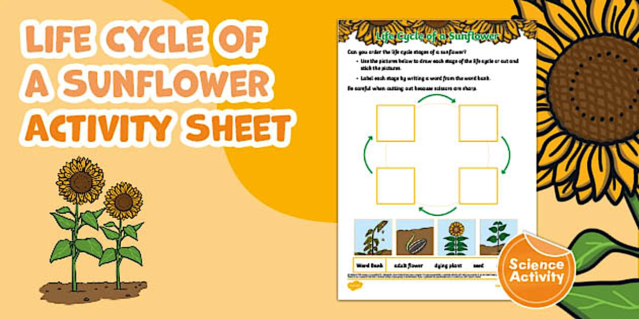 Life Cycle of a Sunflower Activity Sheet - Twinkl - KS1