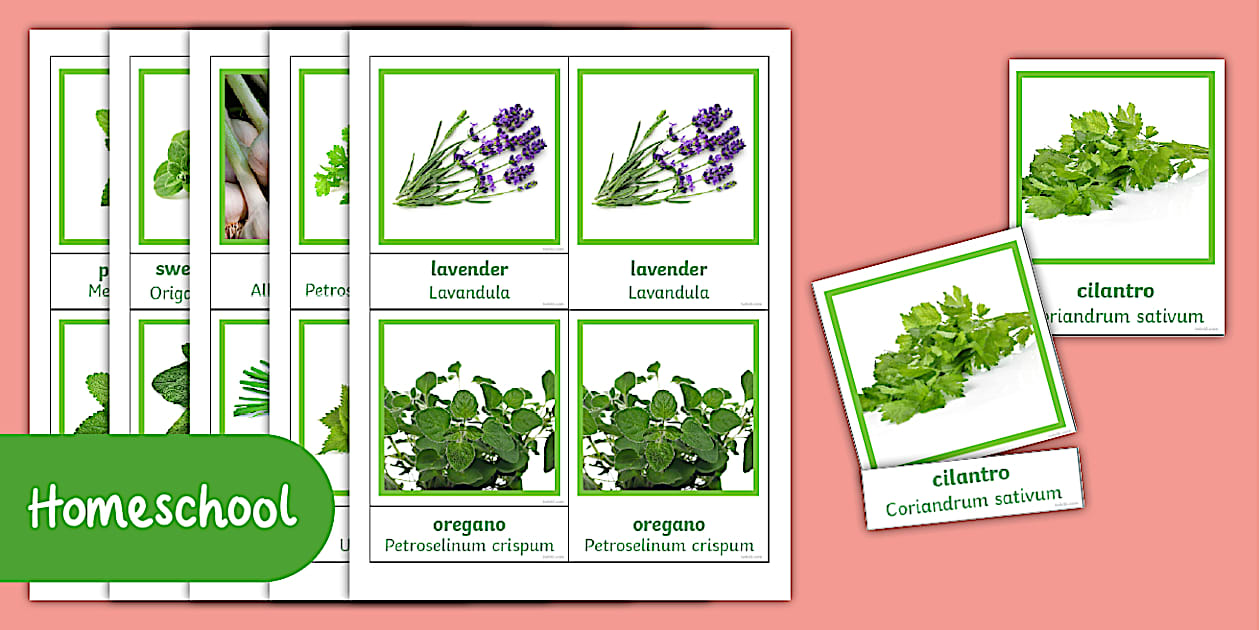 Three-Part Cards for Herbs (teacher made) - Twinkl