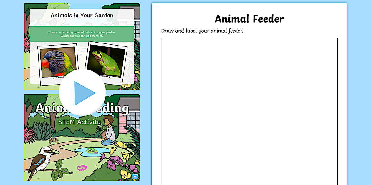 Animal Feeder STEM Activity Pack (Teacher-Made) - Twinkl