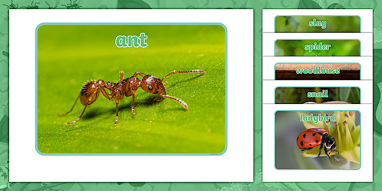 Minibeasts Photo Pack (teacher made) - Twinkl