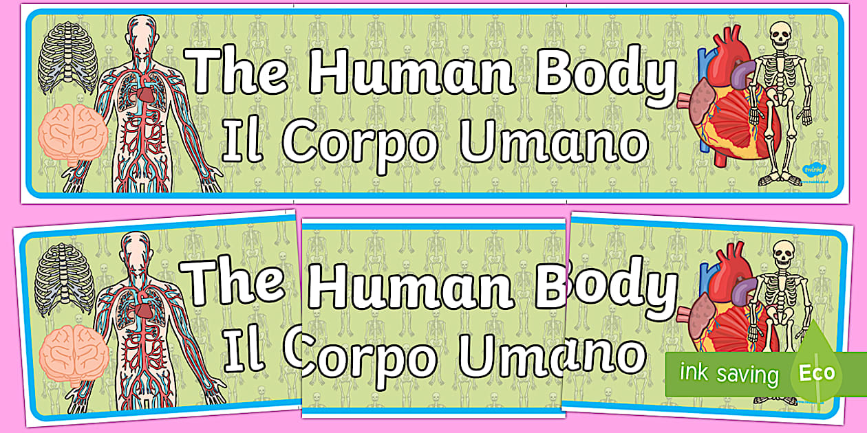 The Human Body Display Banner - The Human Body Display Banner