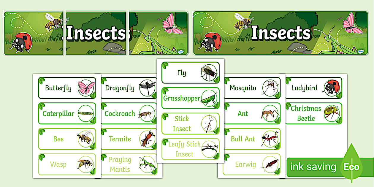 Insects Word Wall | Twinkl (teacher made) - Twinkl