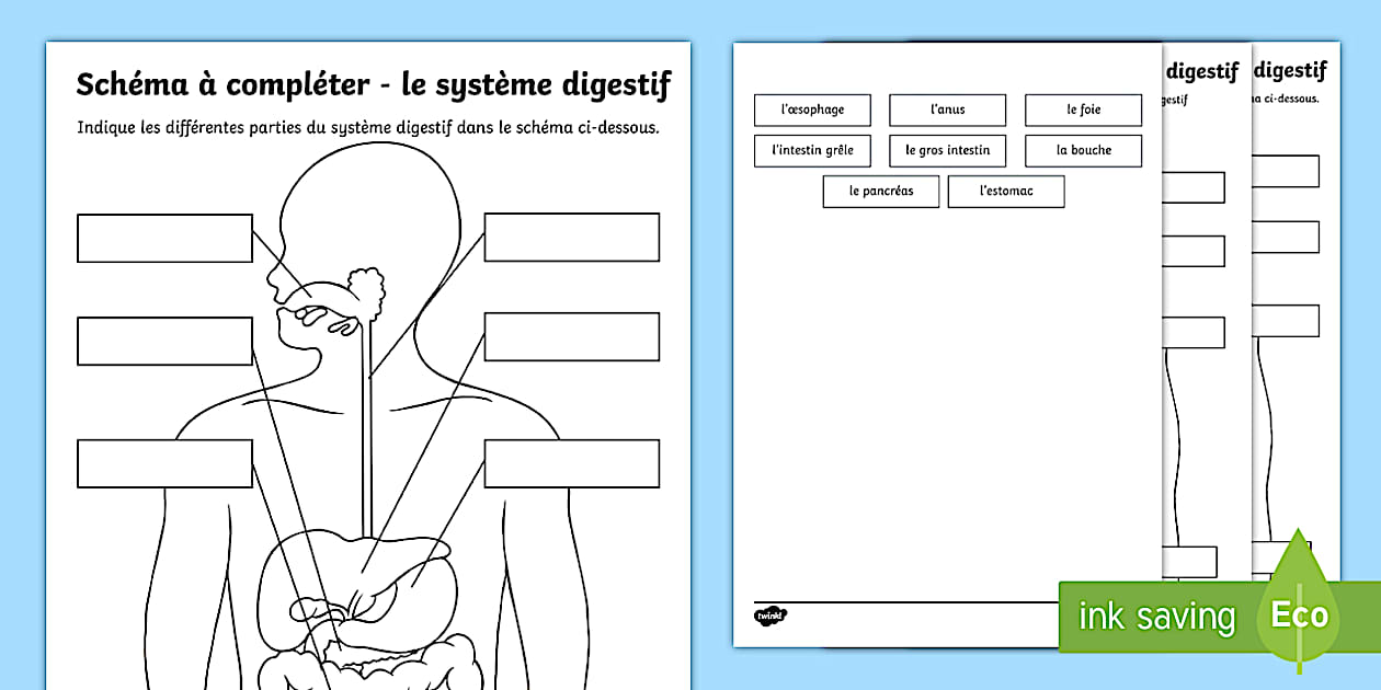 Schéma a compléter : le système digestif (teacher made)
