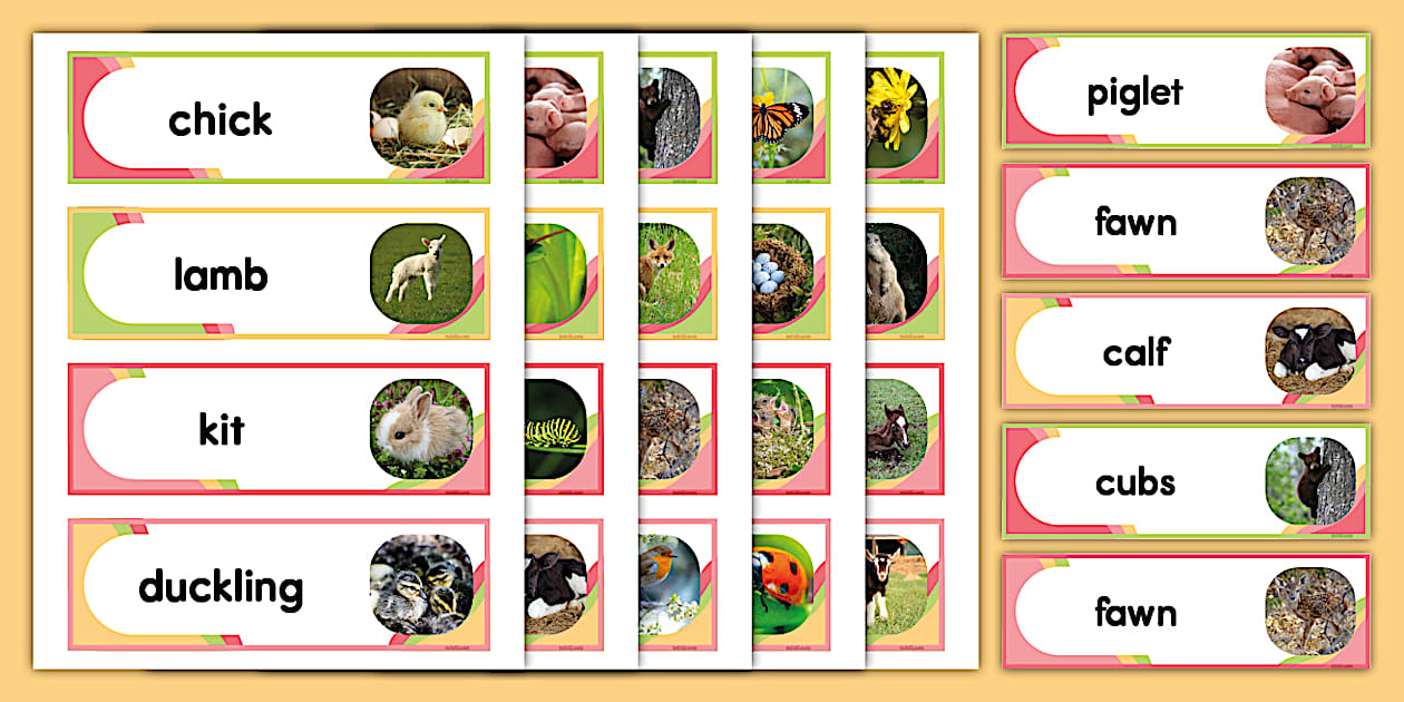 Animals in Spring Photo Word Cards (teacher made) - Twinkl