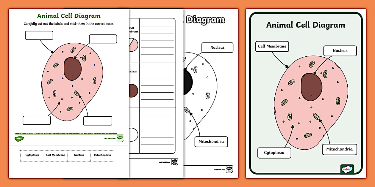 Simple Animal Cell Diagram Activity Pack (teacher made)