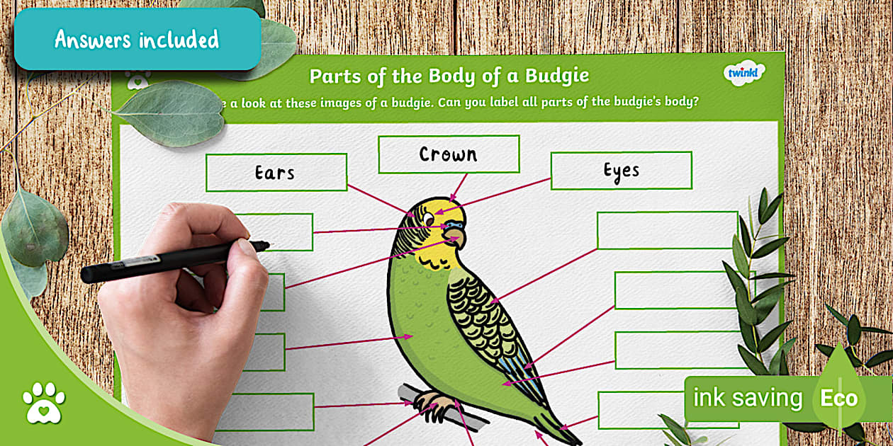 Parts of the Body of a Budgie - Labelling Activity - Birds