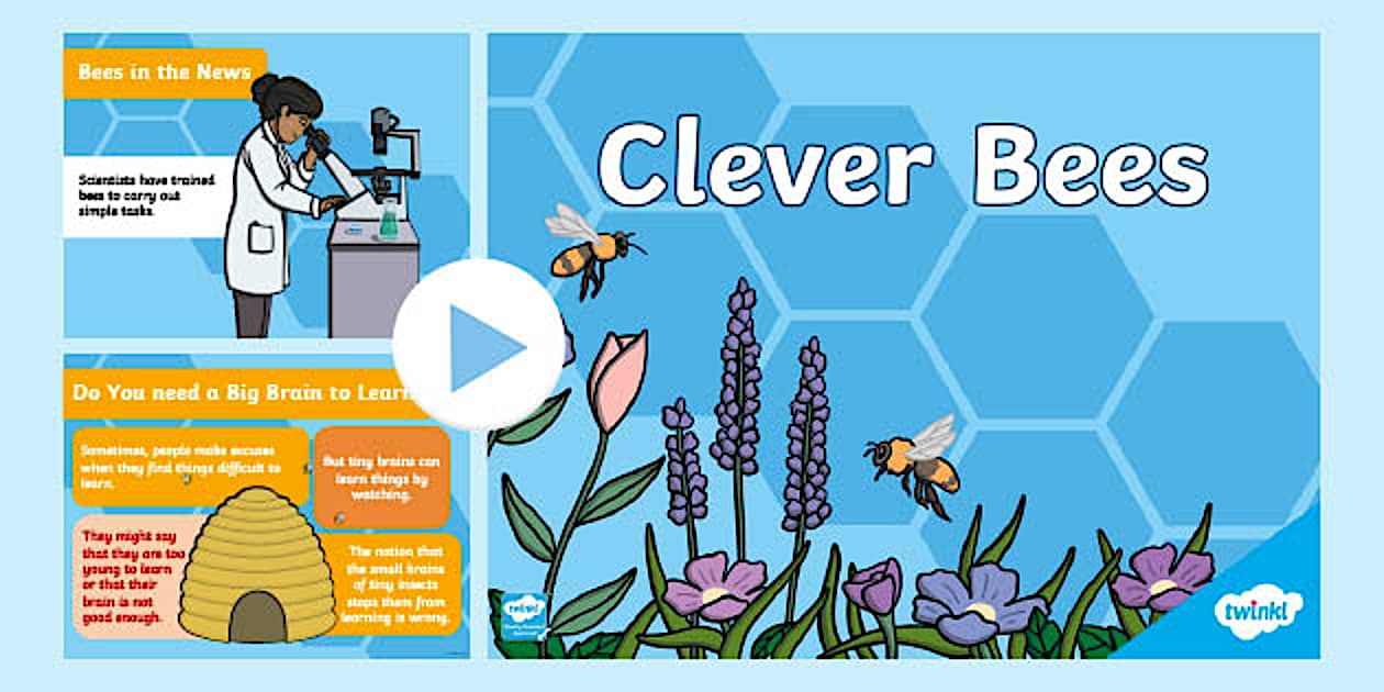 Bees PowerPoint (teacher made) - Twinkl
