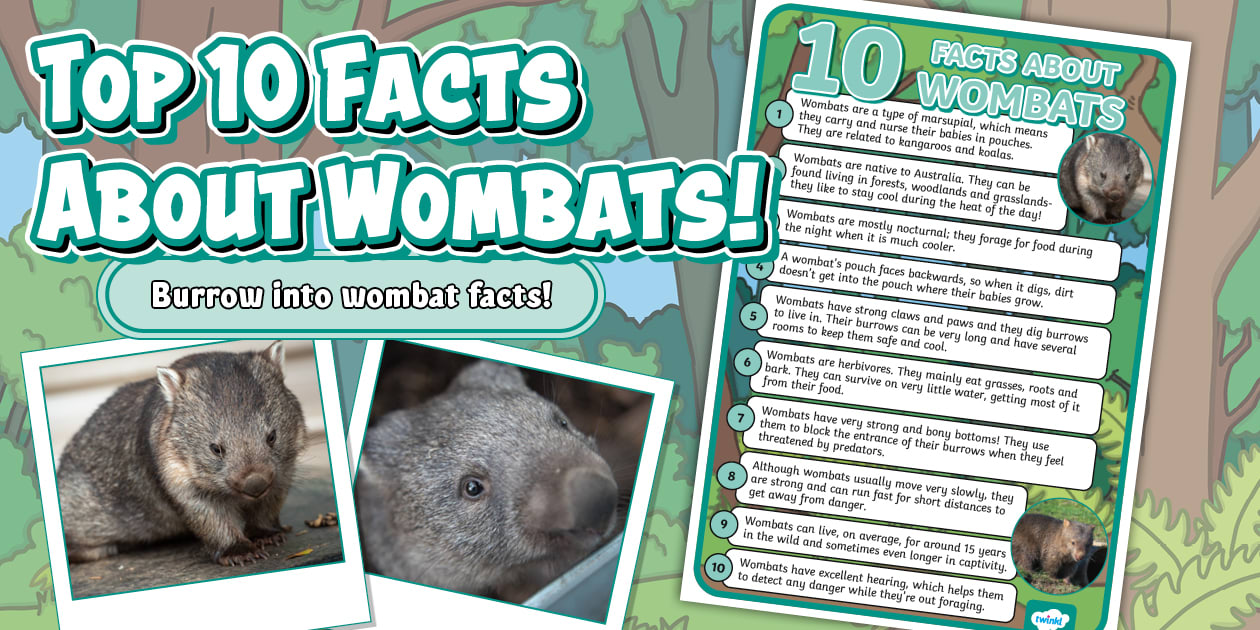 Top 10 Facts About Wombats Display Poster