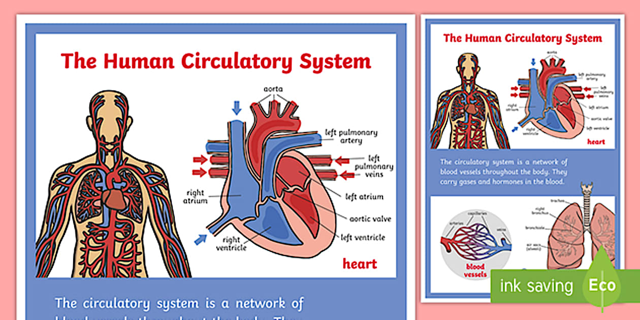 Cursive Human Body Heart Lungs and Blood Vessels Display Poster