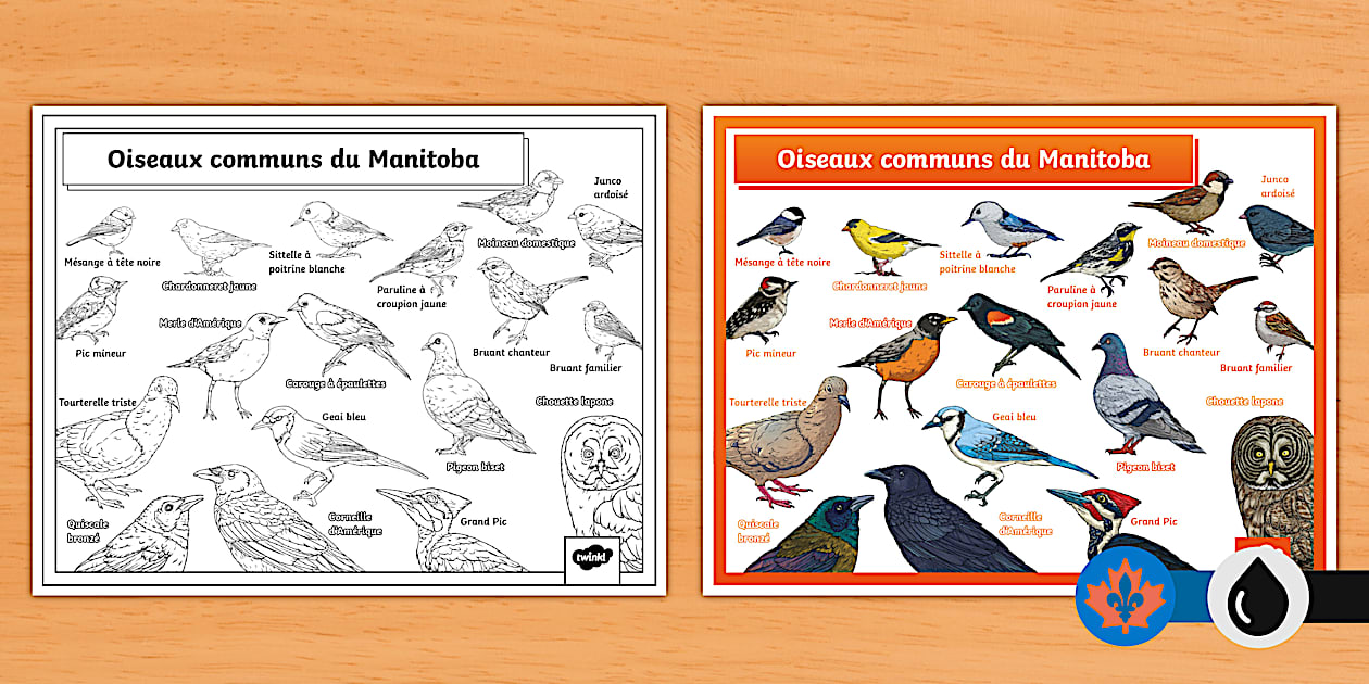 Common Birds of Manitoba French (teacher made) - Twinkl