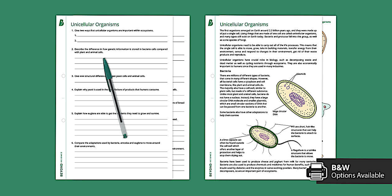 Unicellular Organisms Reading Comprehension | Beyond Science