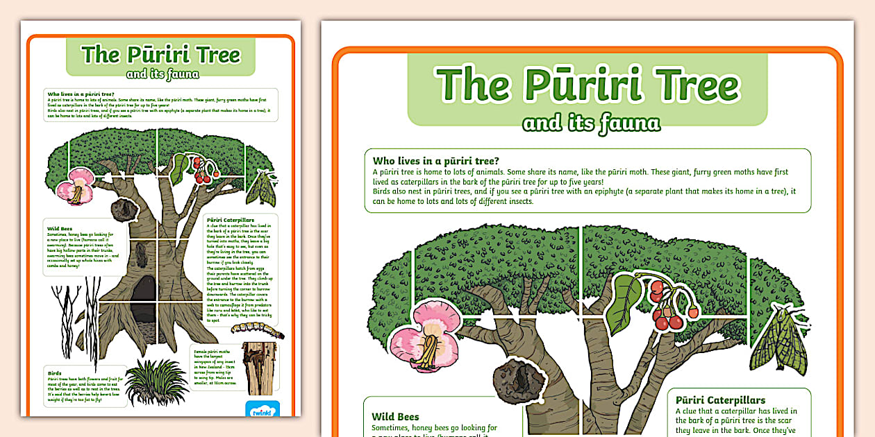 Pūriri Tree Wall Display