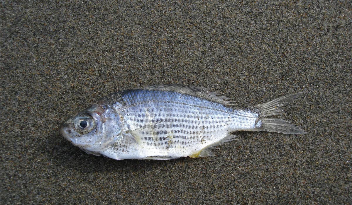 Fish Rain Down on US Town - Twinkl NewsRoom - Twinkl