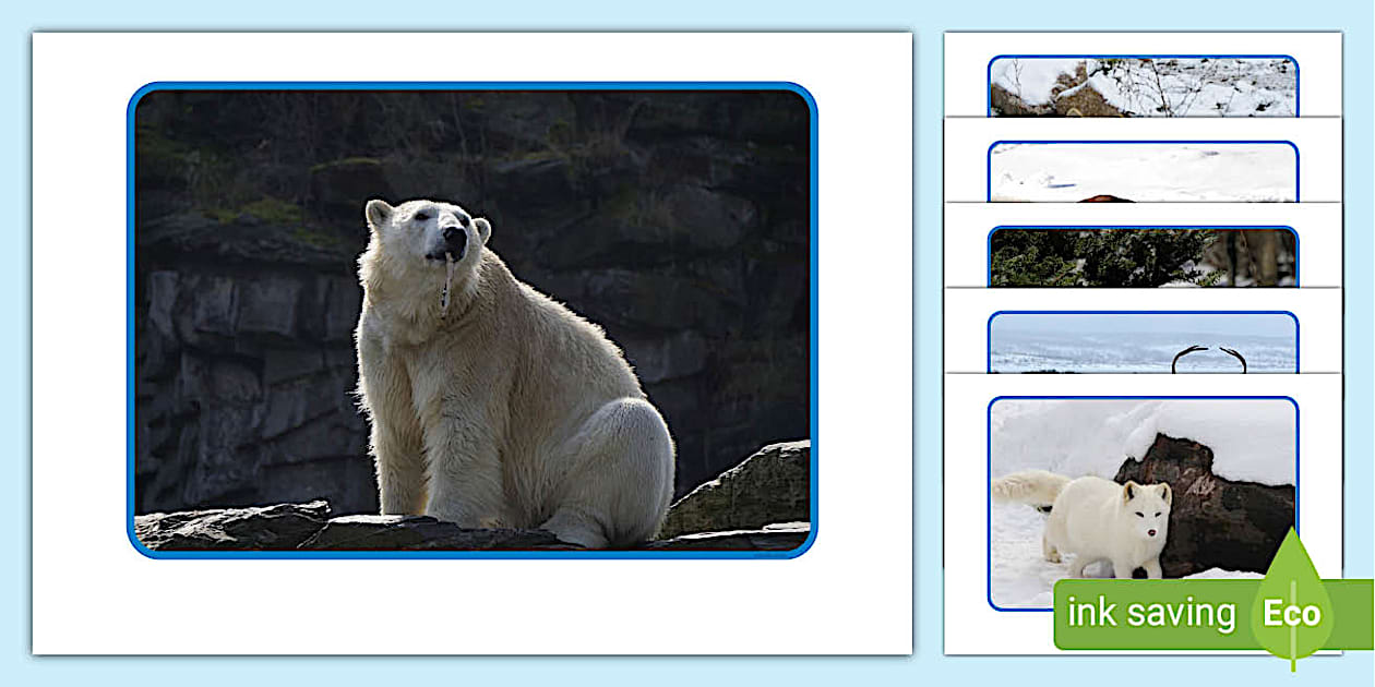 Polar Animal Subitising Photo Pack