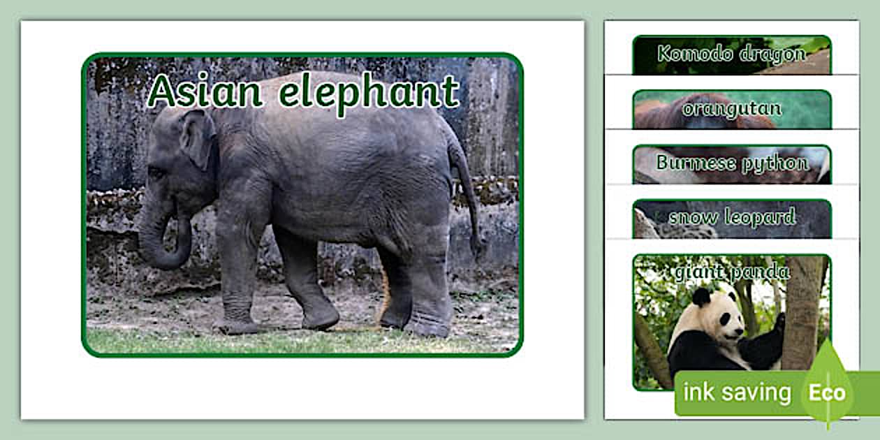 Asian Animals Photo Pack - KS1 (teacher made) - Twinkl