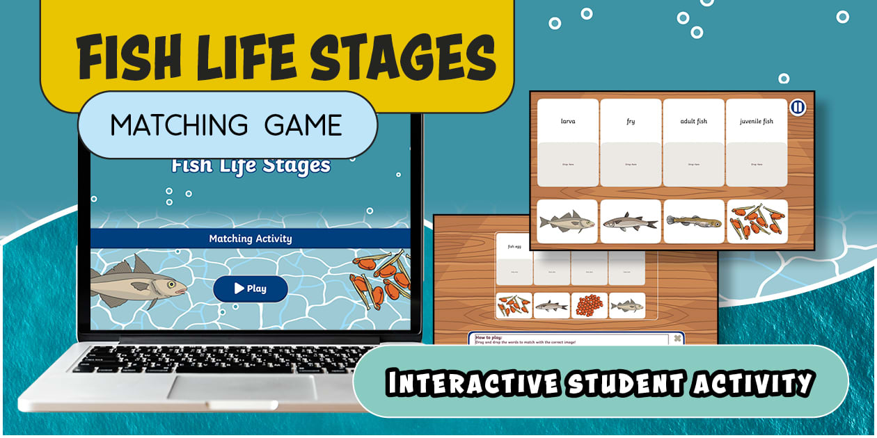 Fish Life Stages Interactive Matching Game