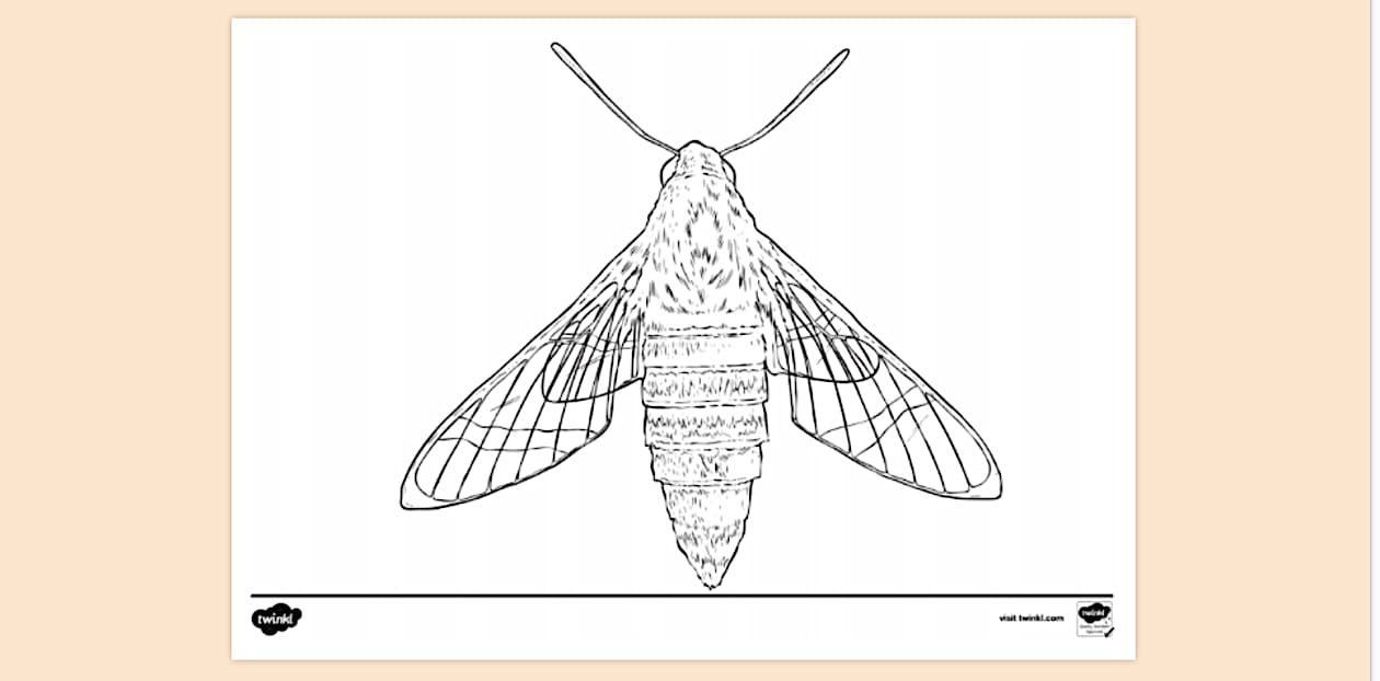 Moth Colouring Page | Colouring Sheets (teacher made)