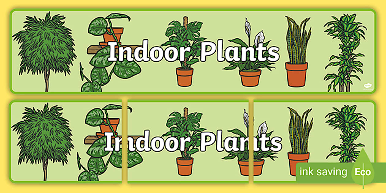 Indoor Plants Banner