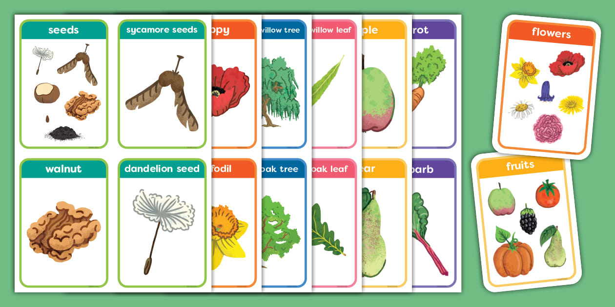 Originals First Words Flashcards: Plants and Growing