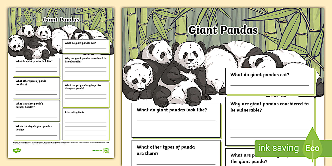 Panda Fact File Template (Hecho por educadores) - Twinkl