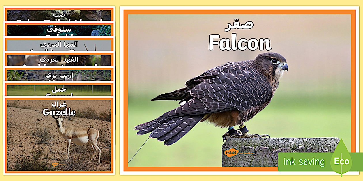 Arabian Animals Display Photos Arabic/English - Twinkl