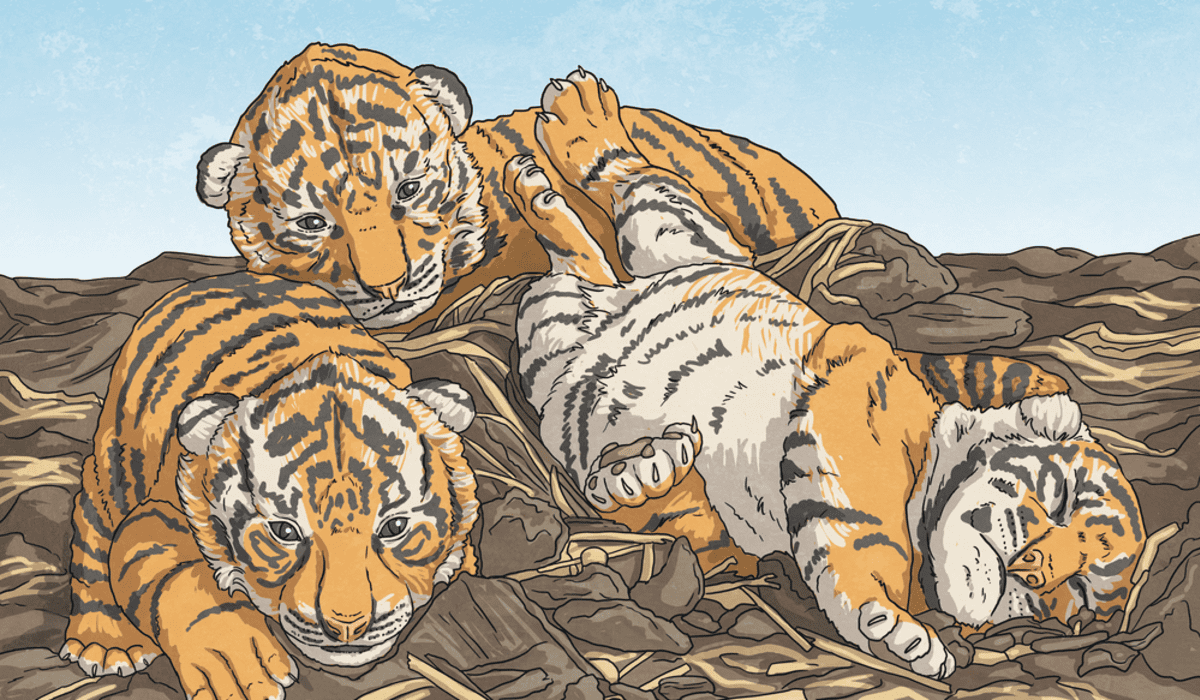 Sunda Tiger Cubs Born at London Zoo - Twinkl NewsRoom