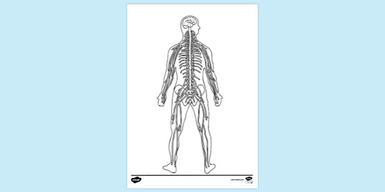Human Body Colouring Pages | Colouring Sheets - Twinkl