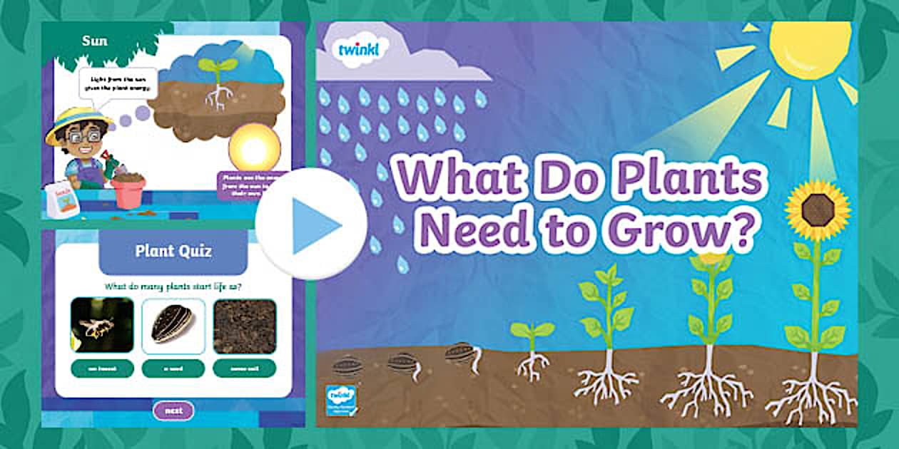 What Do Plants Need to Grow? Animated PowerPoint and Quiz