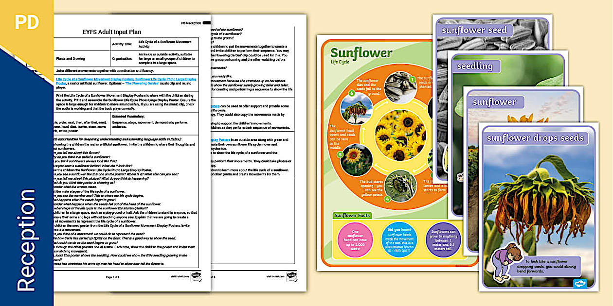 EYFS Life Cycle of a Sunflower Movement Activity PD Plan