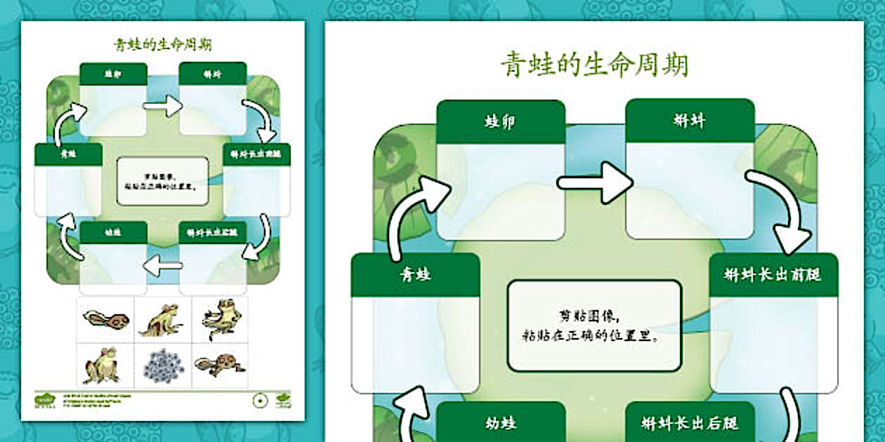 青蛙生命周期 排序活动练习 (Teacher-Made)
